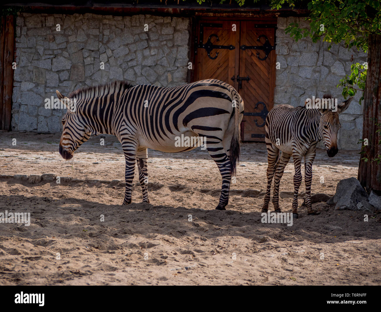 Zebras family having fun relaxing and playing with little zebra Stock ...