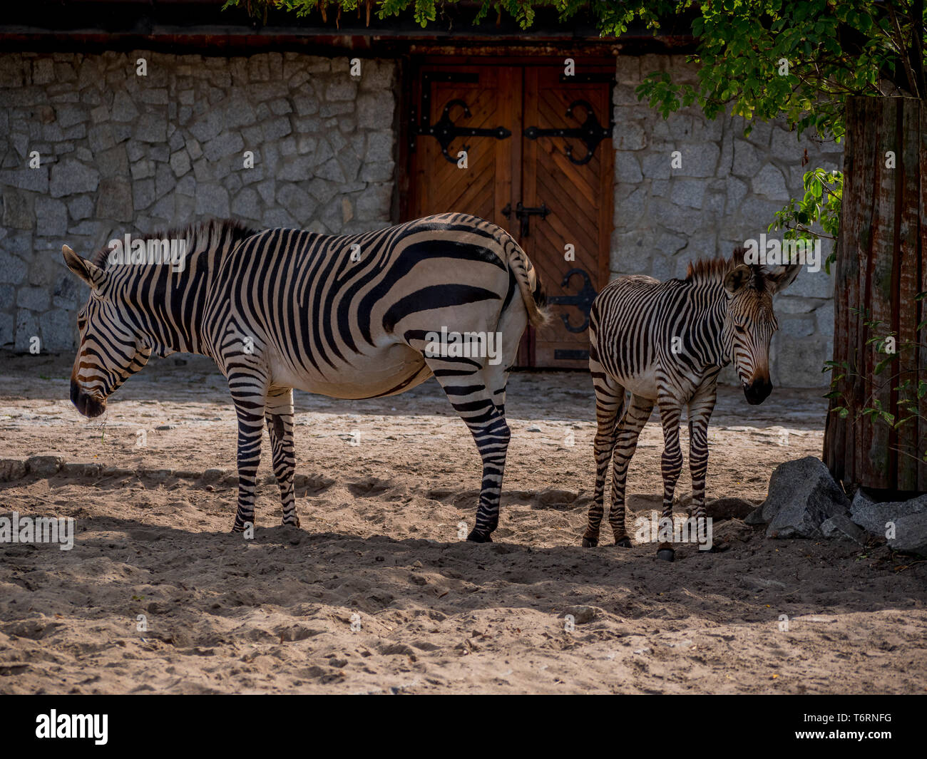 Zebras family having fun relaxing and playing with little zebra Stock ...