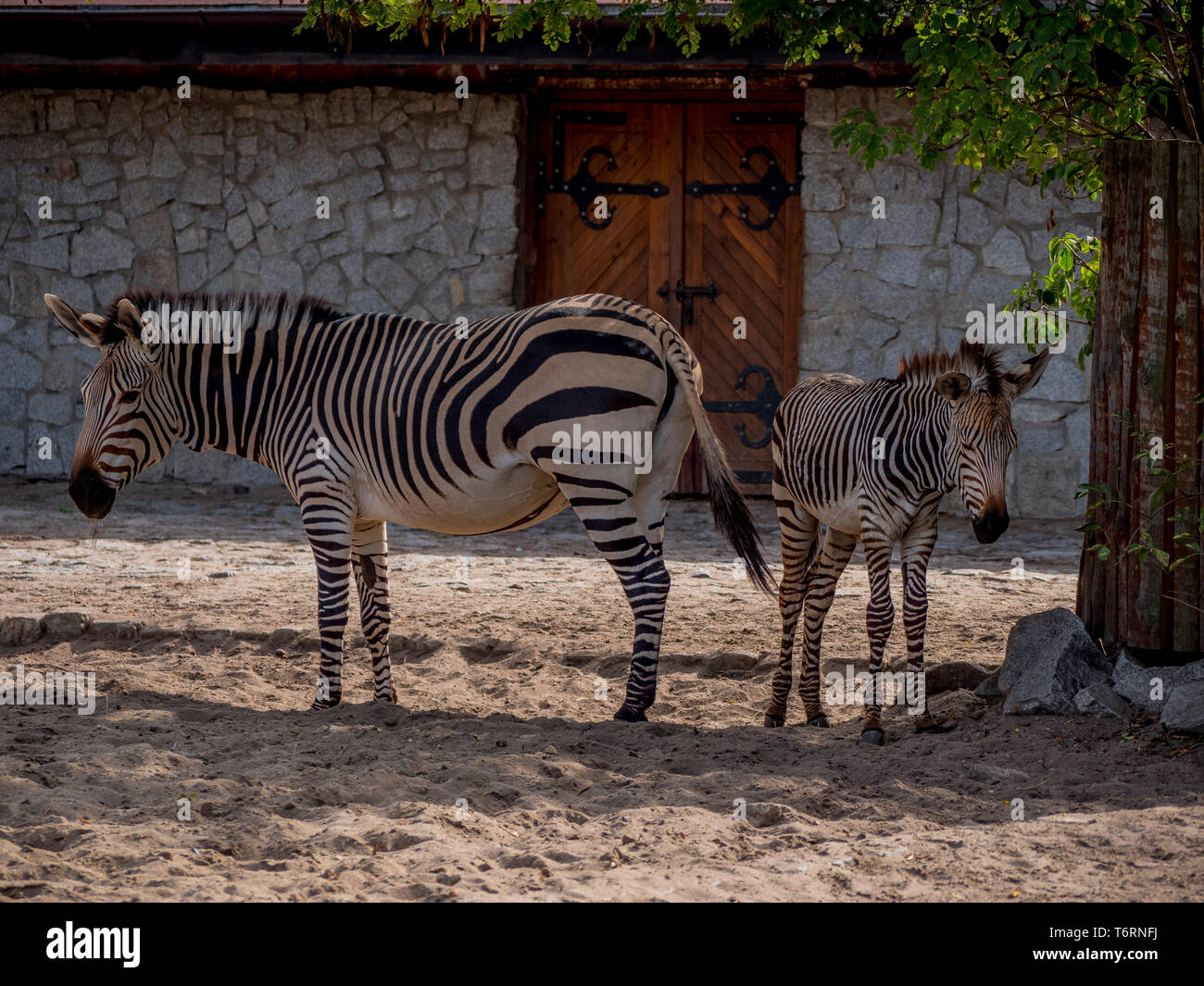 Zebras family having fun relaxing and playing with little zebra Stock ...
