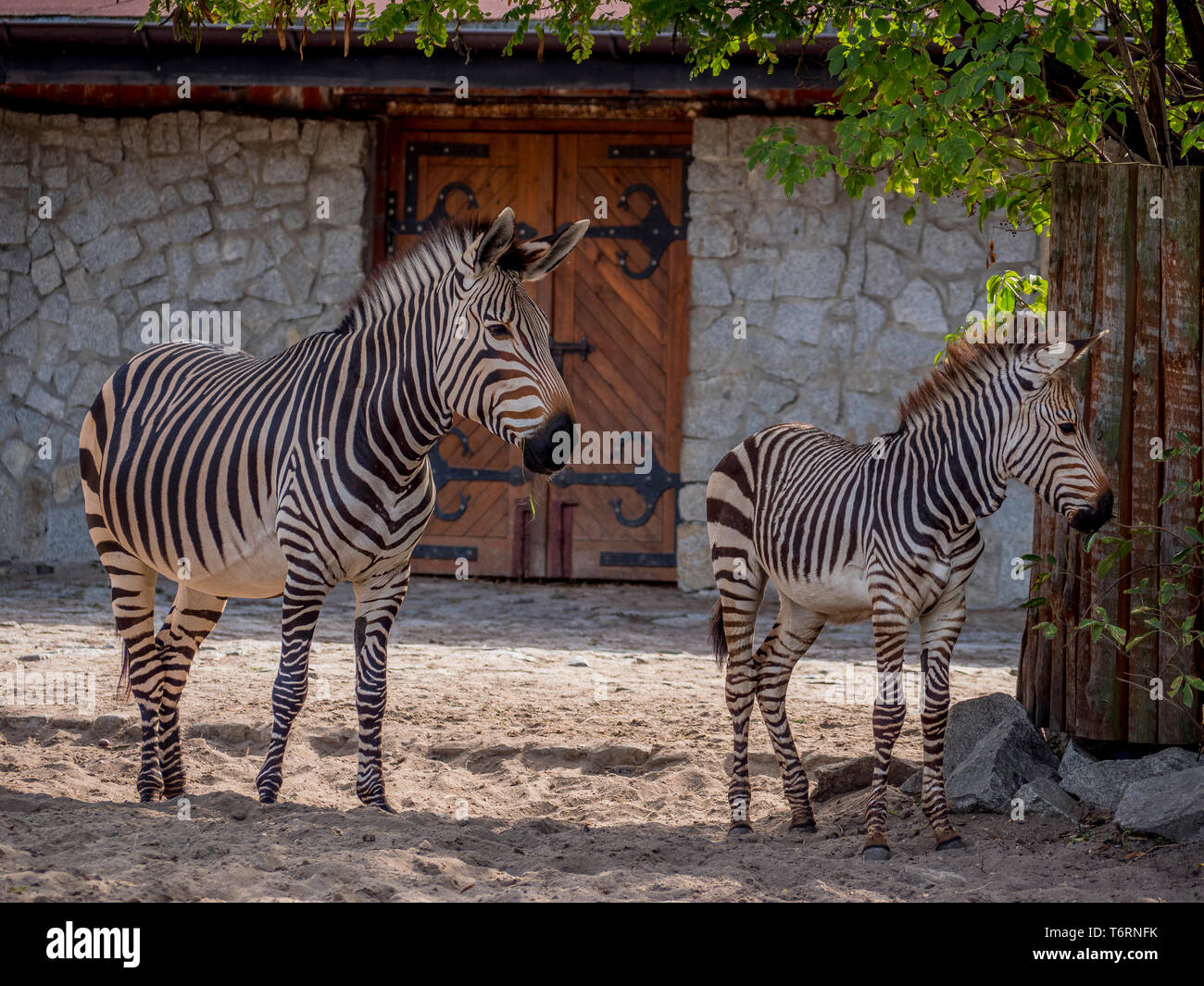 Zebras family having fun relaxing and playing with little zebra Stock ...