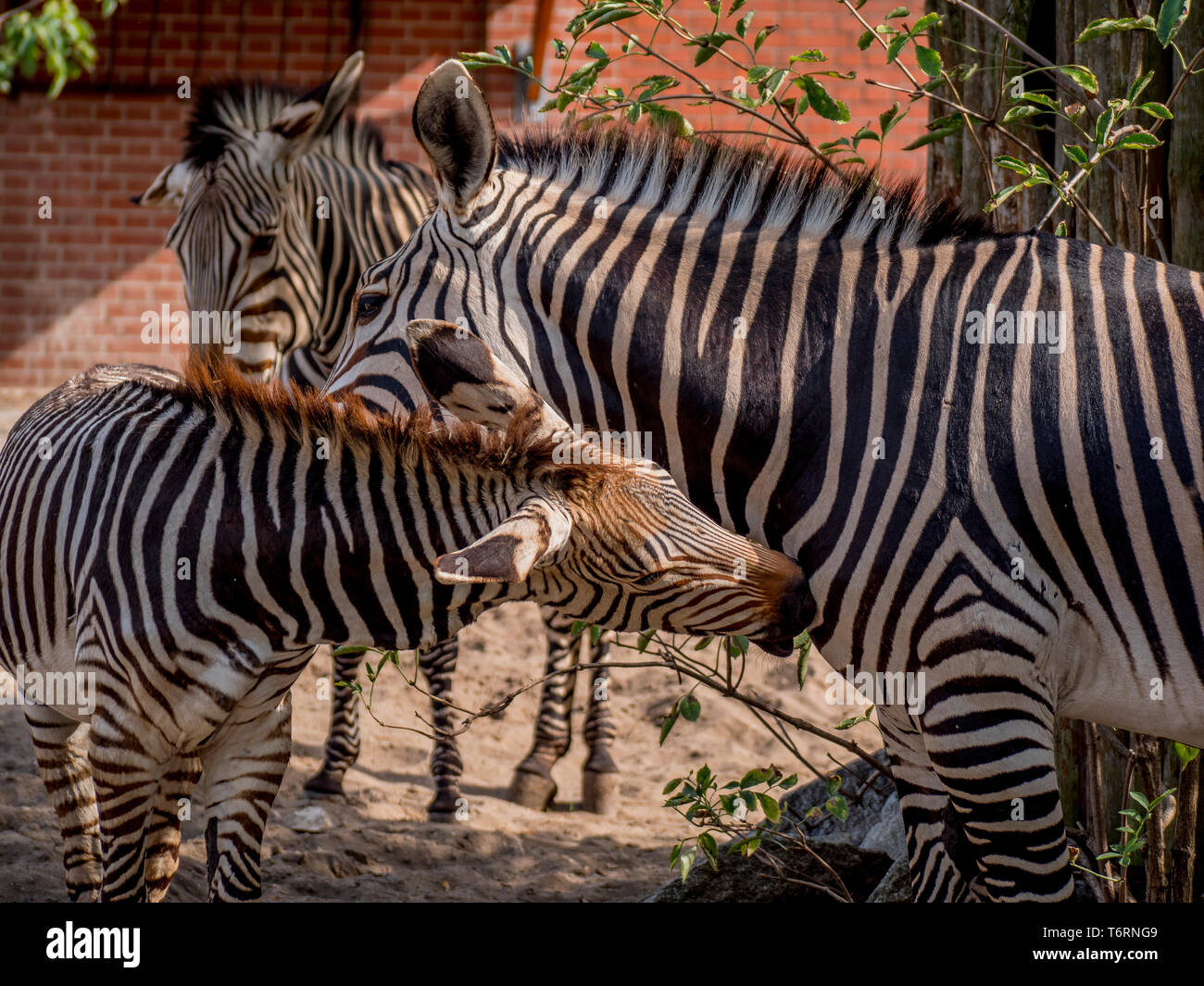 Zebras family having fun relaxing and playing with little zebra Stock ...