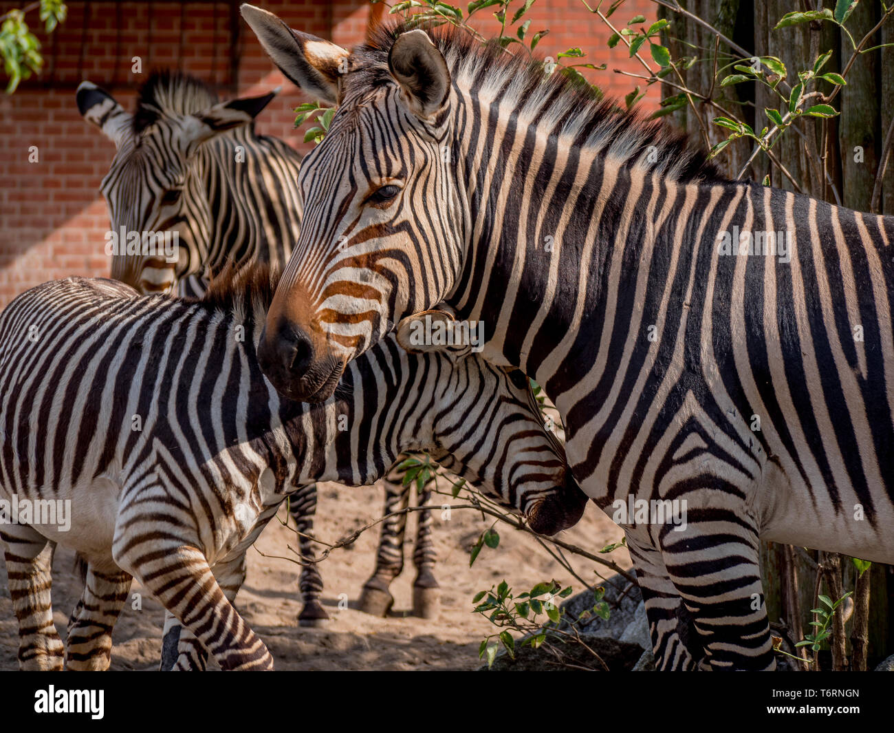 Zebras family having fun relaxing and playing with little zebra Stock ...