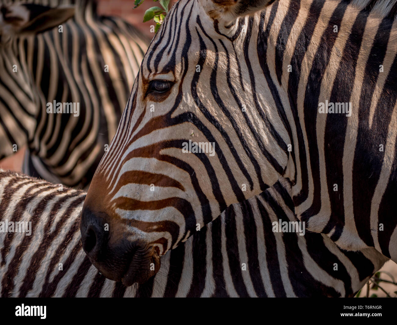 Zebras family having fun relaxing and playing with little zebra Stock ...