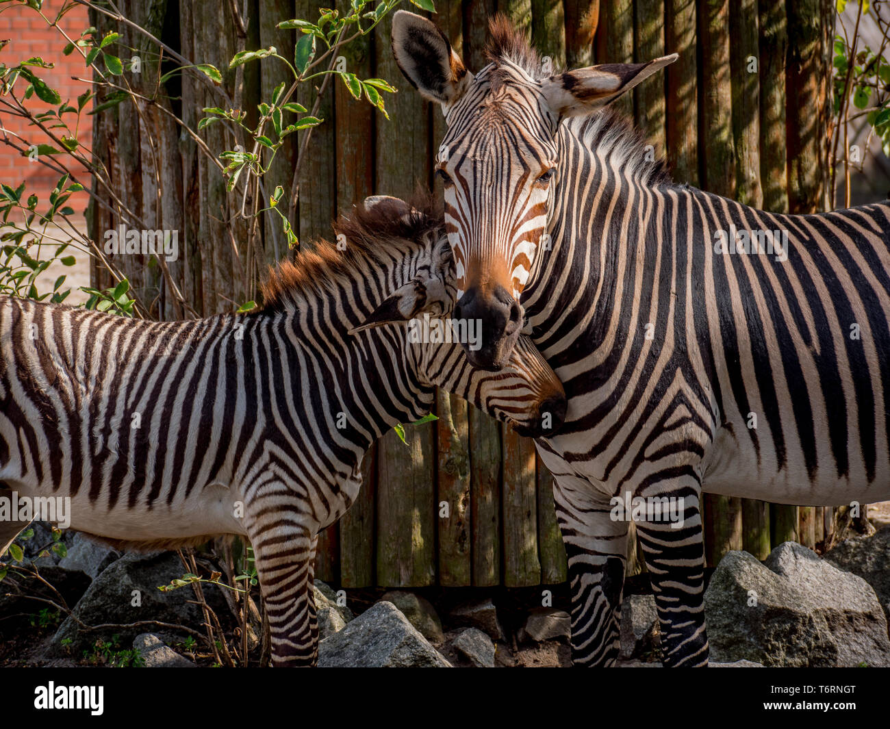 Zebras family having fun relaxing and playing with little zebra Stock ...