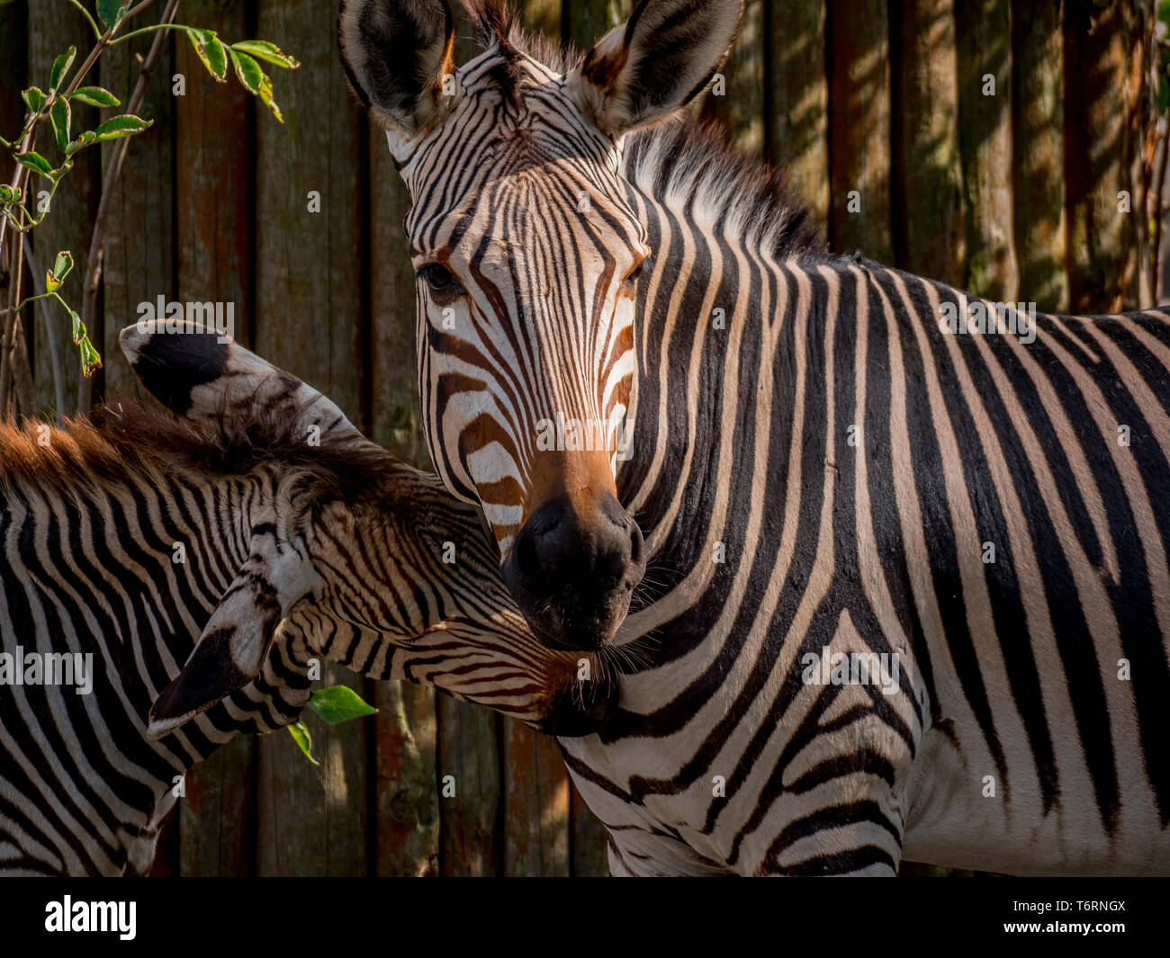 Zebras family having fun relaxing and playing with little zebra Stock ...