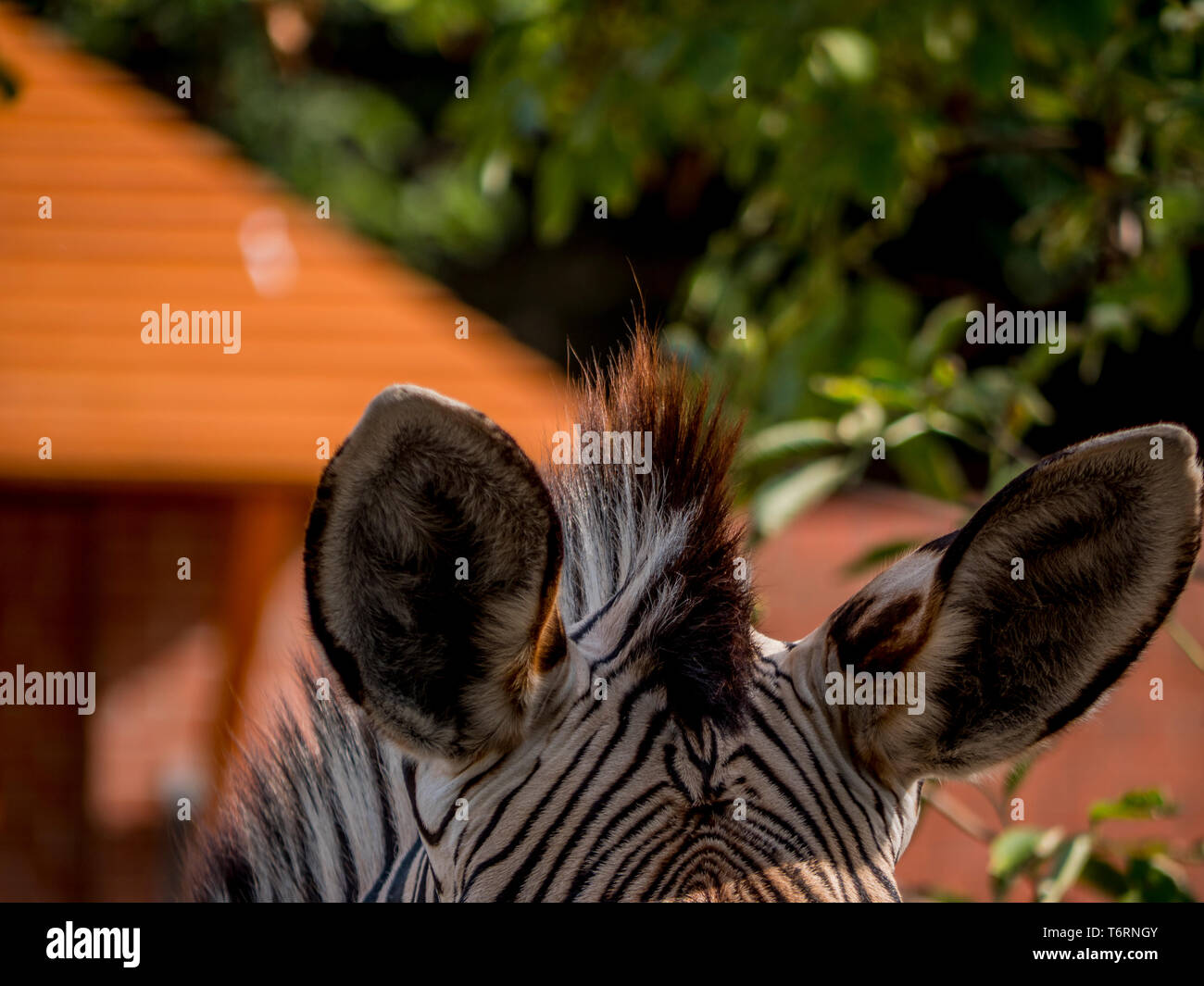 Zebras family having fun relaxing and playing with little zebra Stock ...