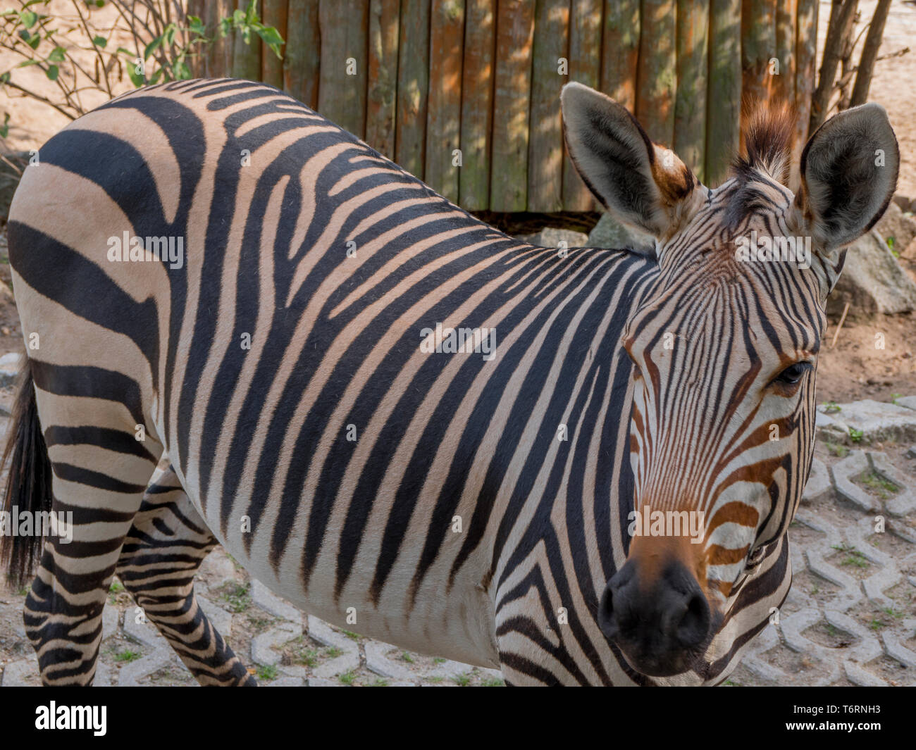Mom And Baby Zebras Stock Photos & Mom And Baby Zebras Stock Images - Alamy