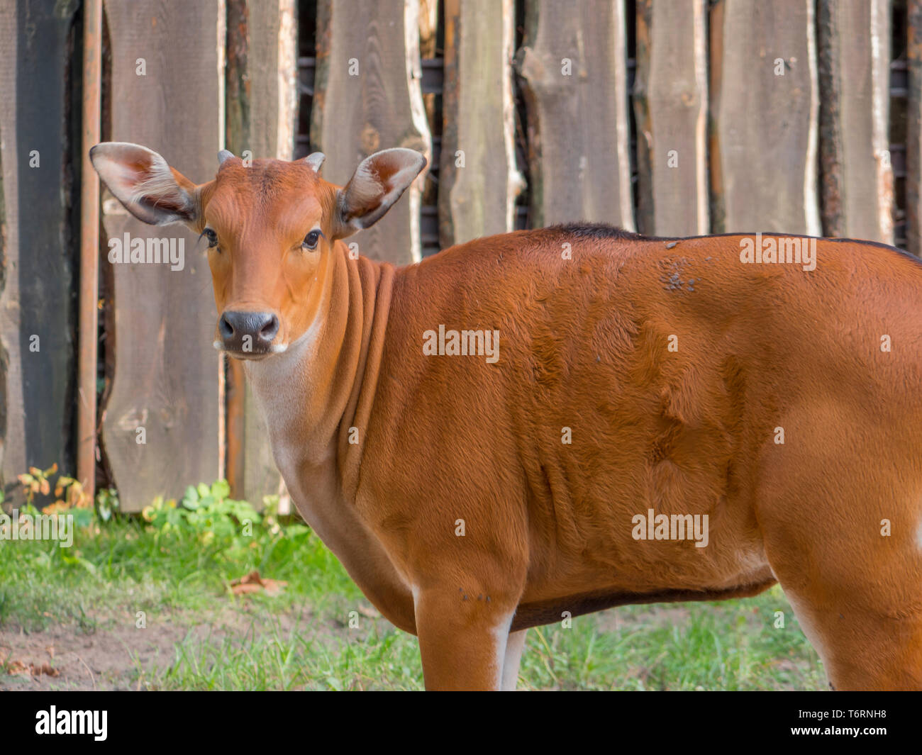Beautiful red orange cow with gorgeous eyes Stock Photo - Alamy