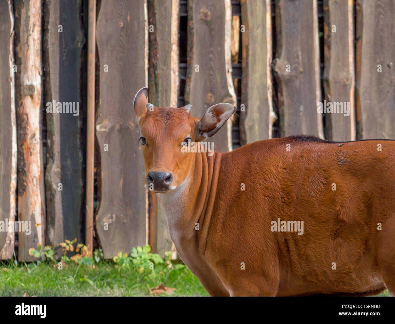 Beautiful red orange cow with gorgeous eyes Stock Photo - Alamy