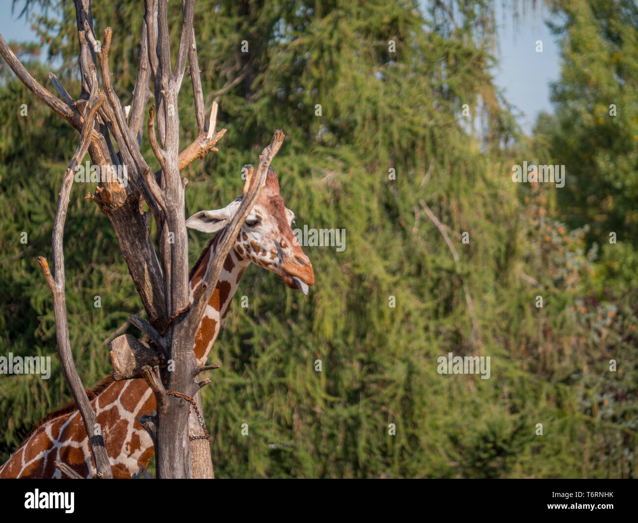 Funny looking Giraffe eating trees blue sky in background Stock Photo ...