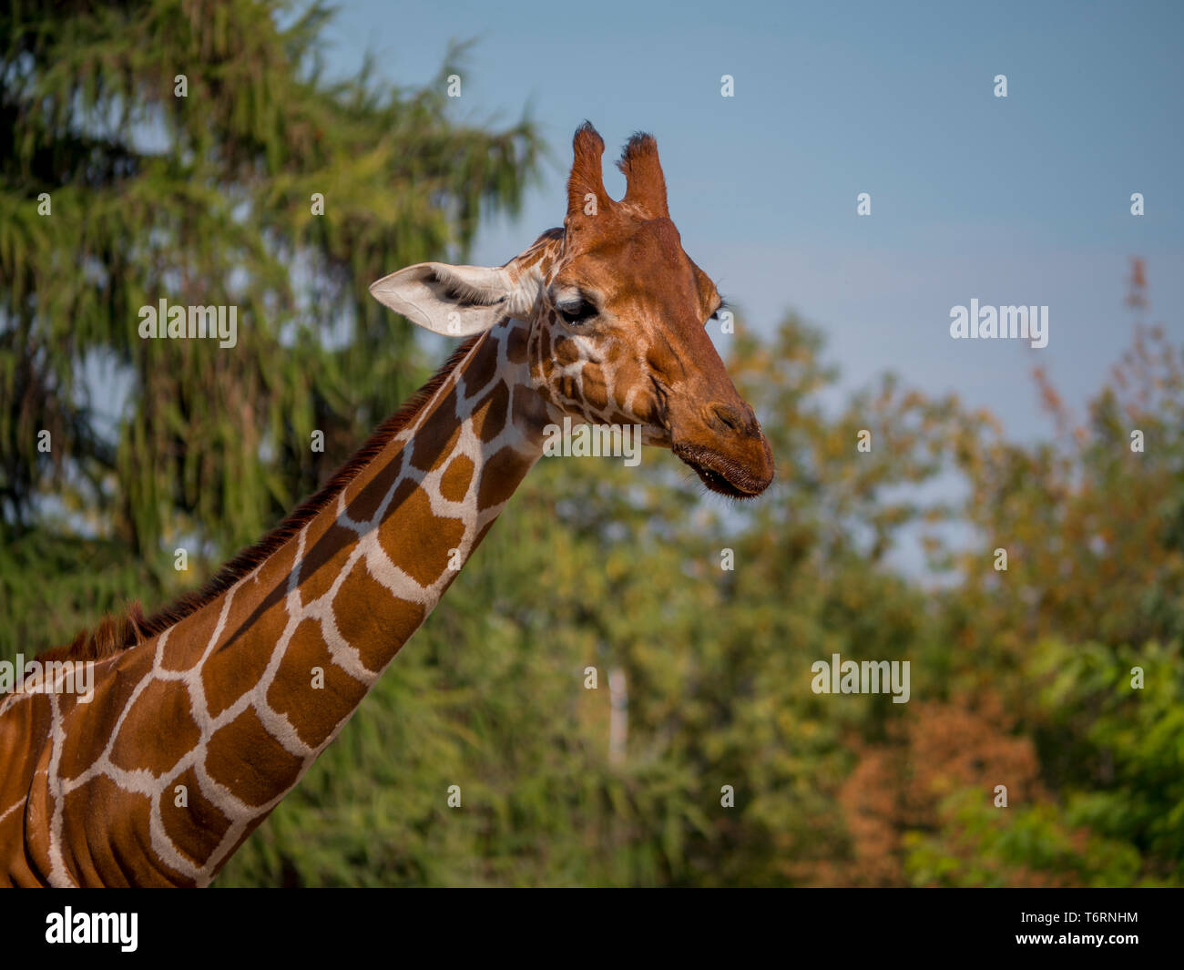 Funny looking Giraffe eating trees blue sky in background Stock Photo ...