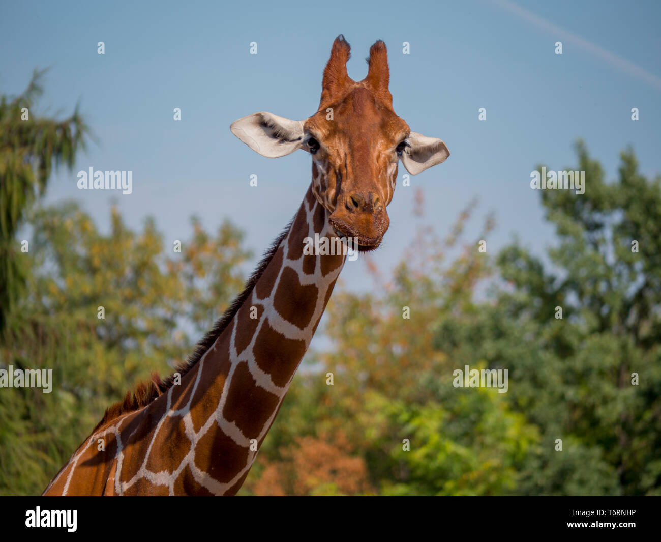 Funny looking Giraffe eating trees blue sky in background Stock Photo ...