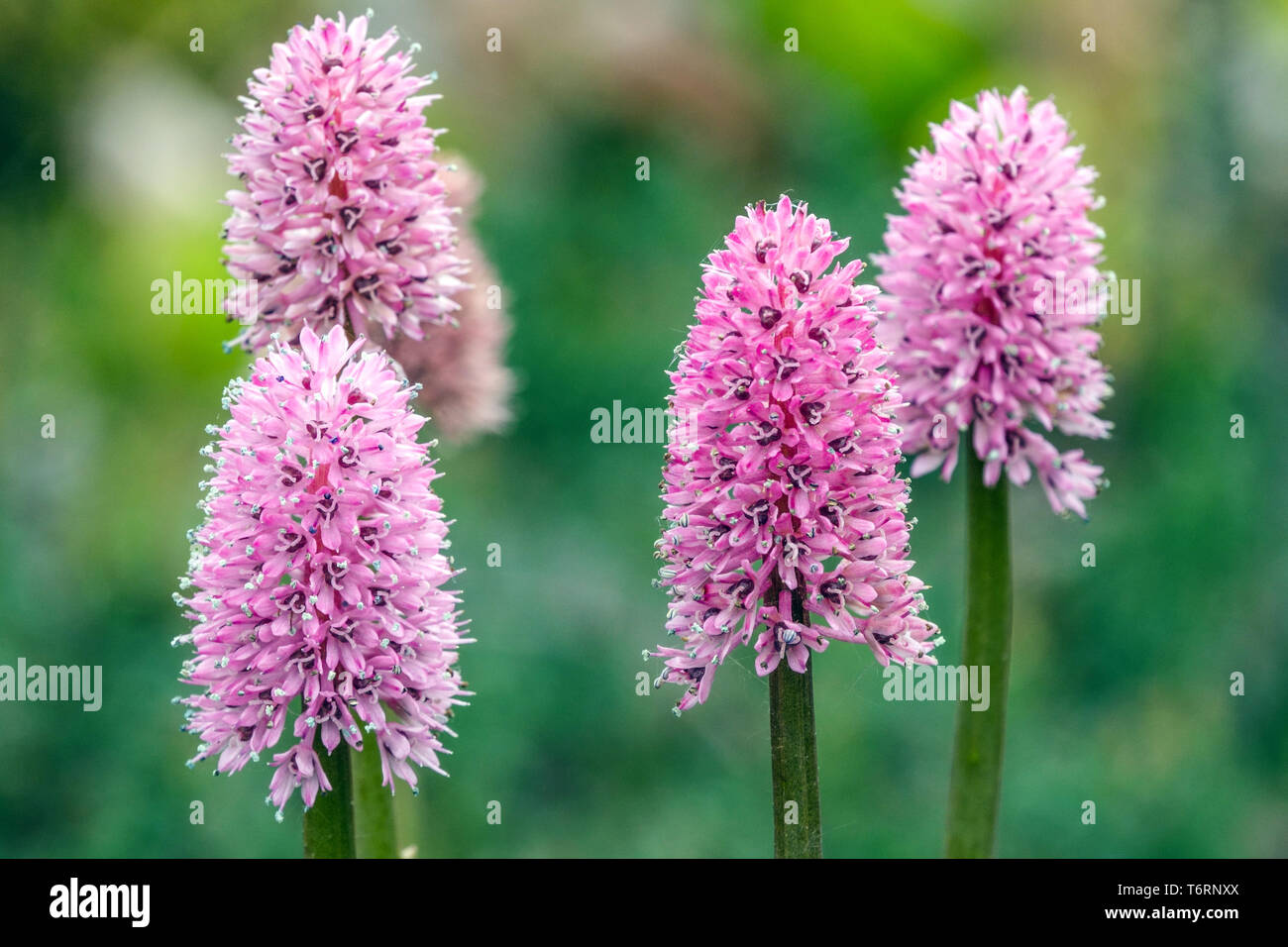 Wet Habitats High Resolution Stock Photography and Images - Alamy