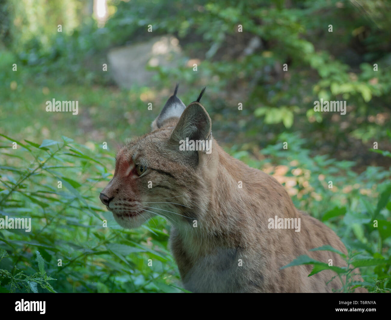 Adult Lynx in the green woods portrait Stock Photo - Alamy