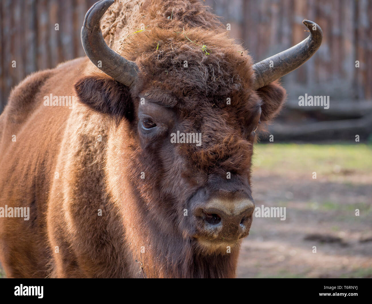 Powerful animals hi-res stock photography and images - Alamy