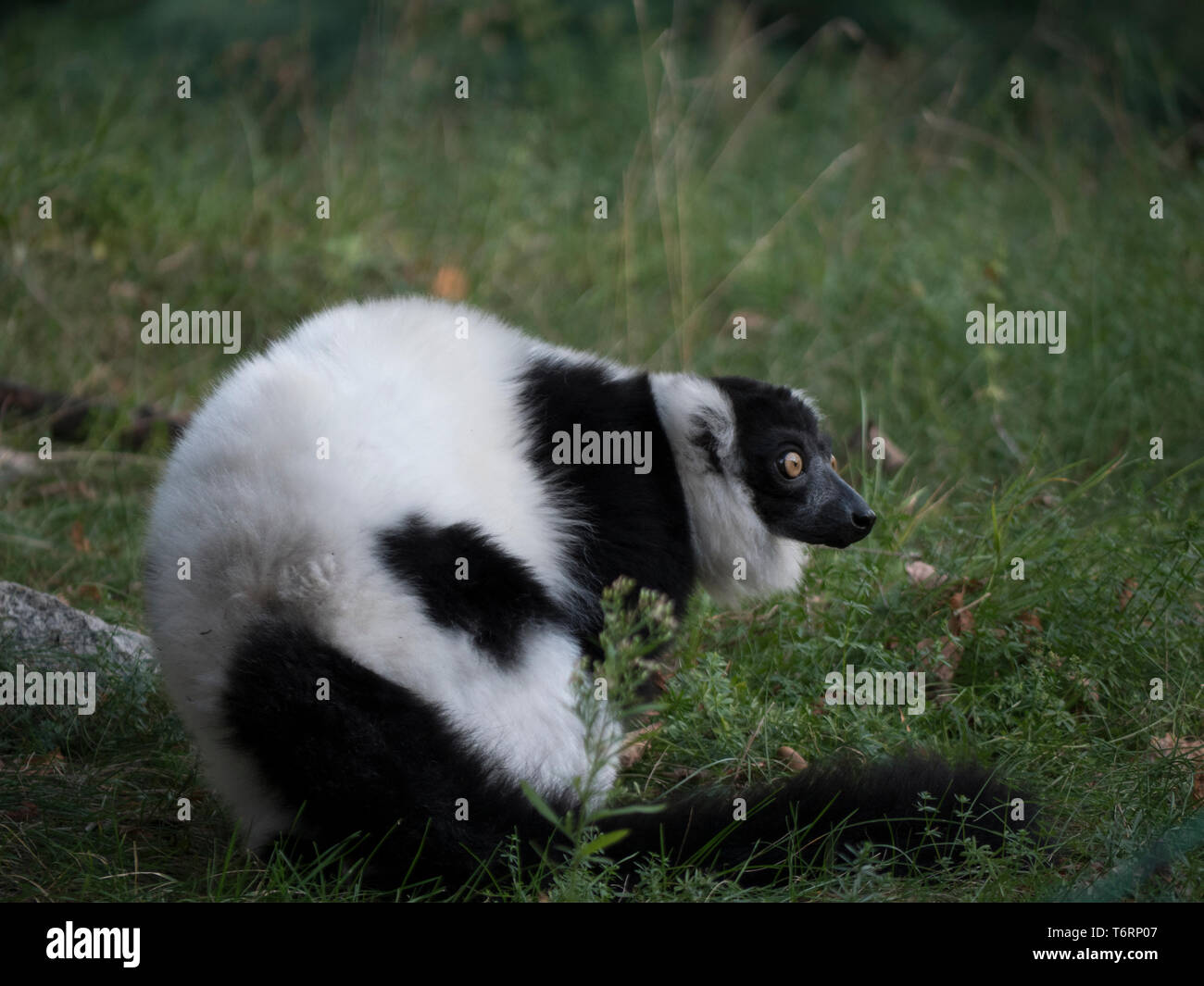 Crazy animals madagascar hi-res stock photography and images - Alamy