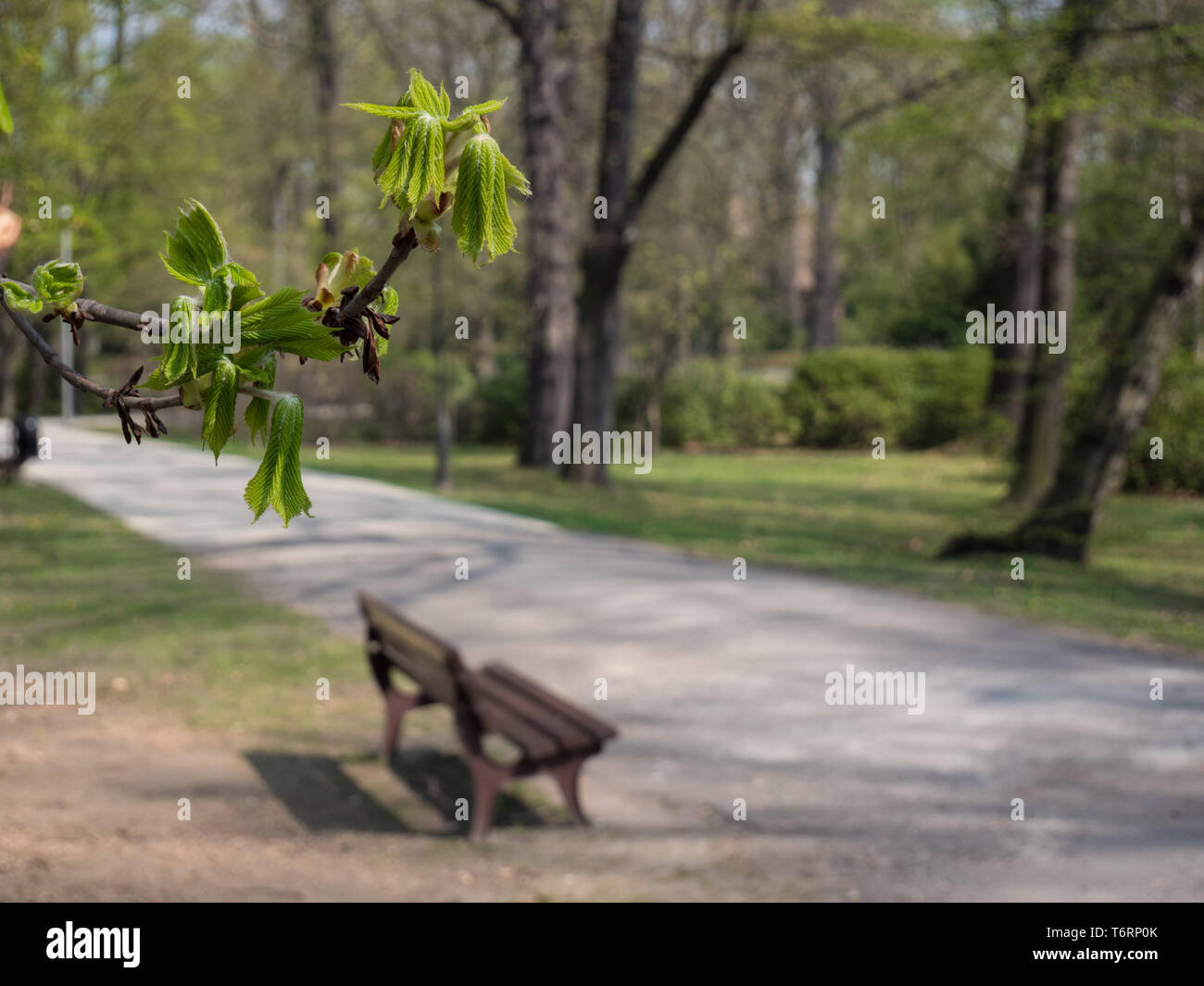 Early spring in the central park trees start blooming Stock Photo - Alamy