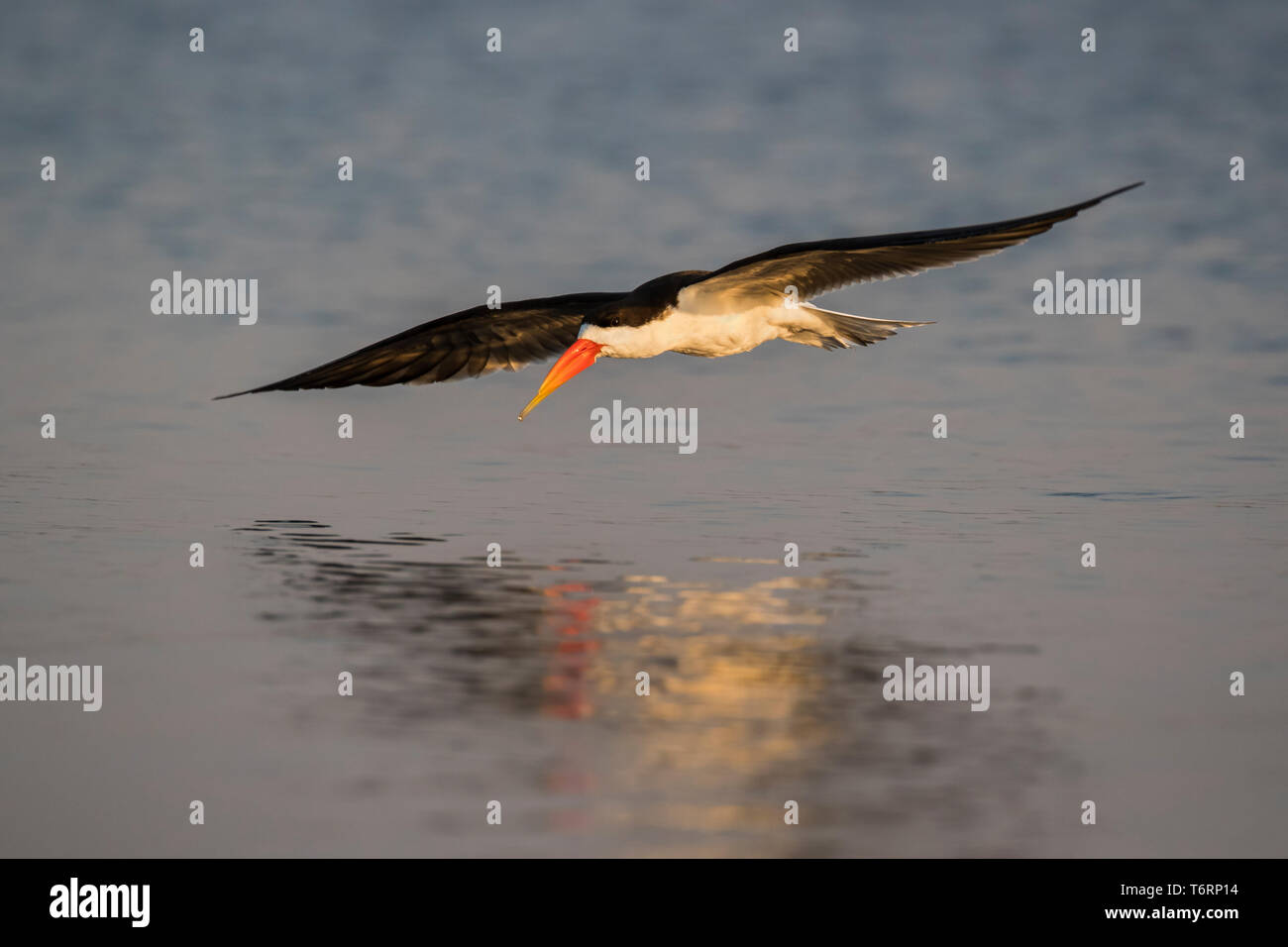 African skimmer (Rynchops flavirostris), Chobe river, Botswana, August ...