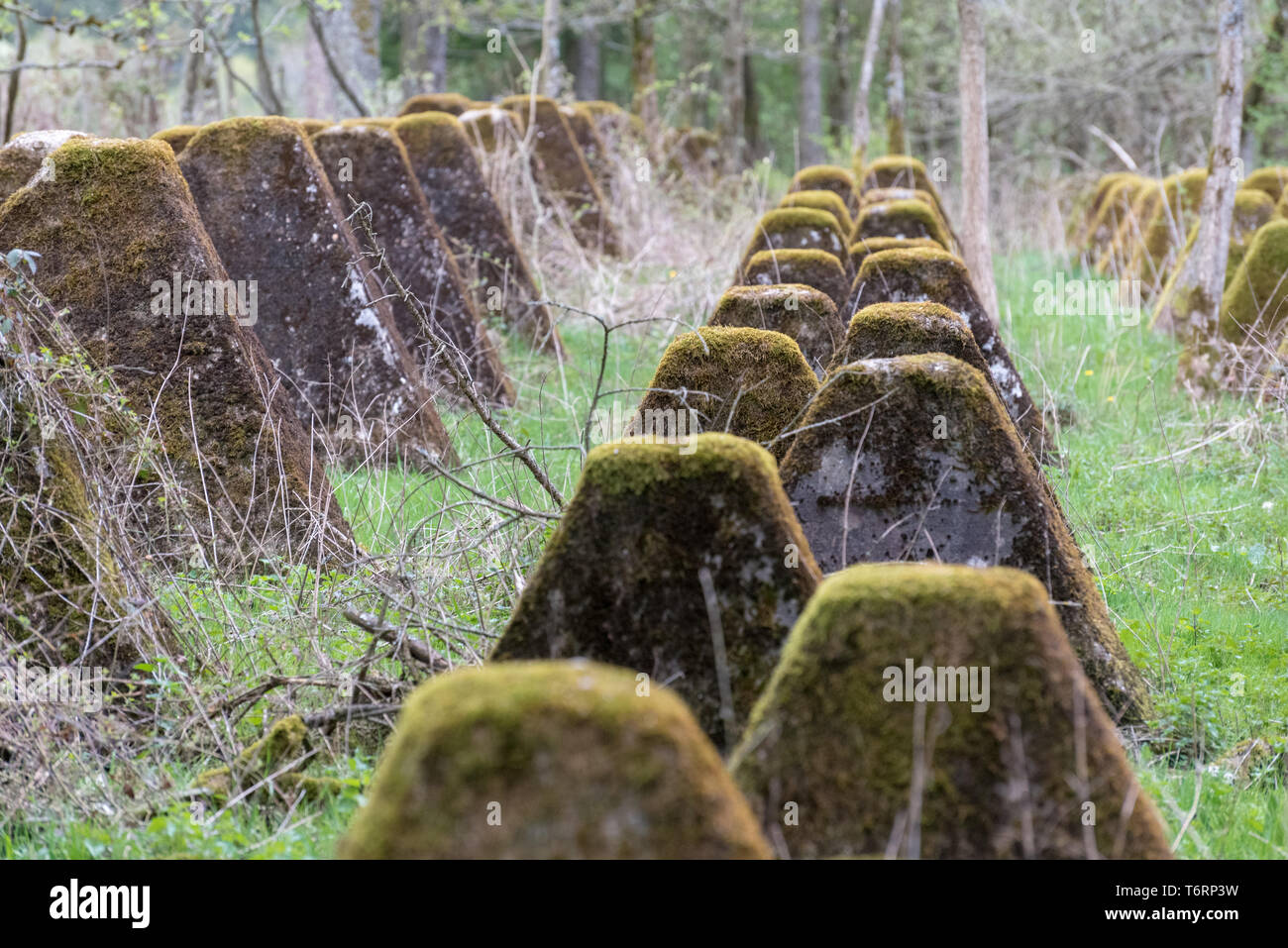 Dragon's teeth tank obstacles in the Siegfried Line at Hollerath ...