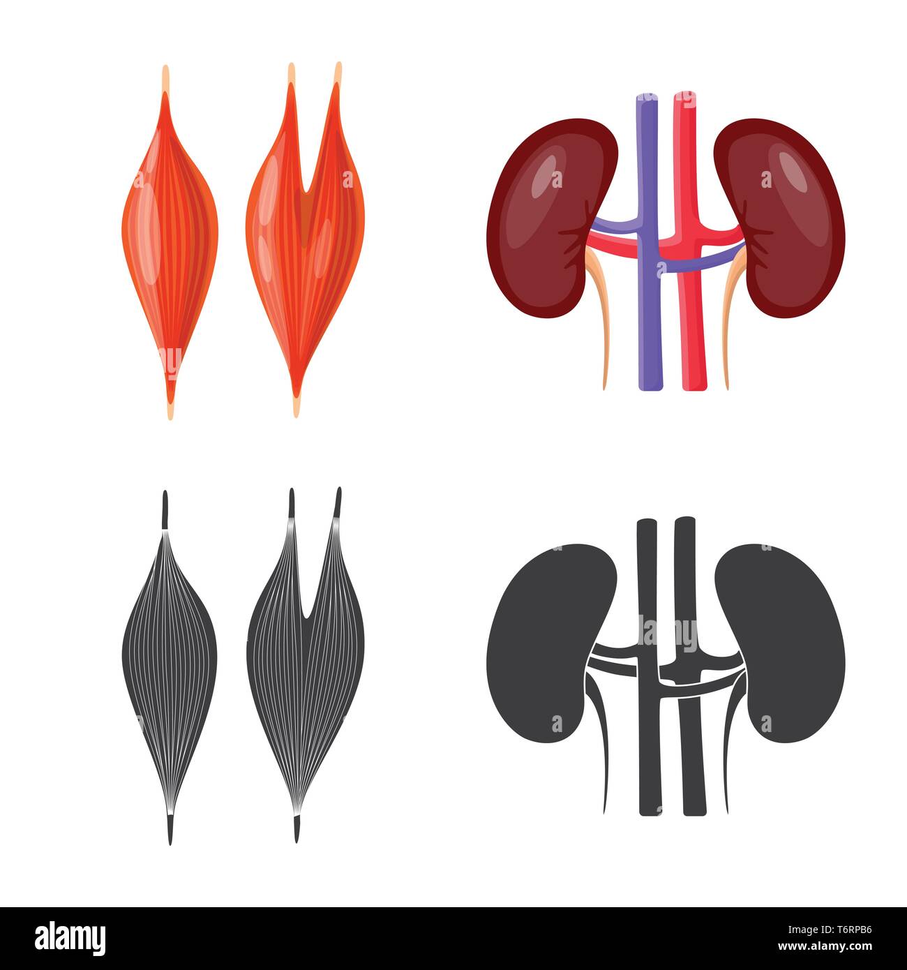 muscle,kidney,organs,urinary,tissue,beans,cell,transplant,system,stones ...