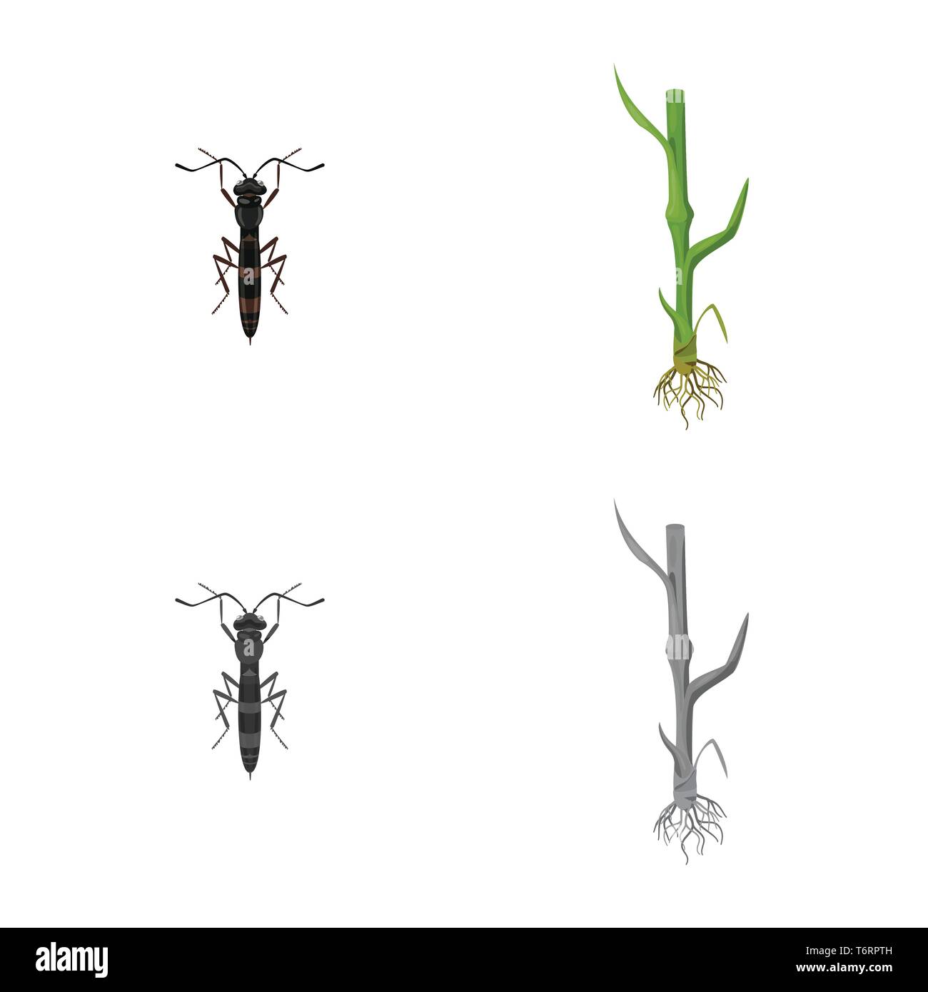 fly,stem,insect,root,pest,control,soil,stop,seed,wings,grow,insecticide ...