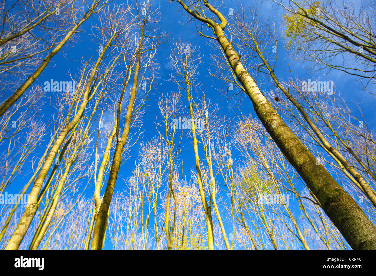 Sky view through the trees of a forest in autumn. Looking up at the ...