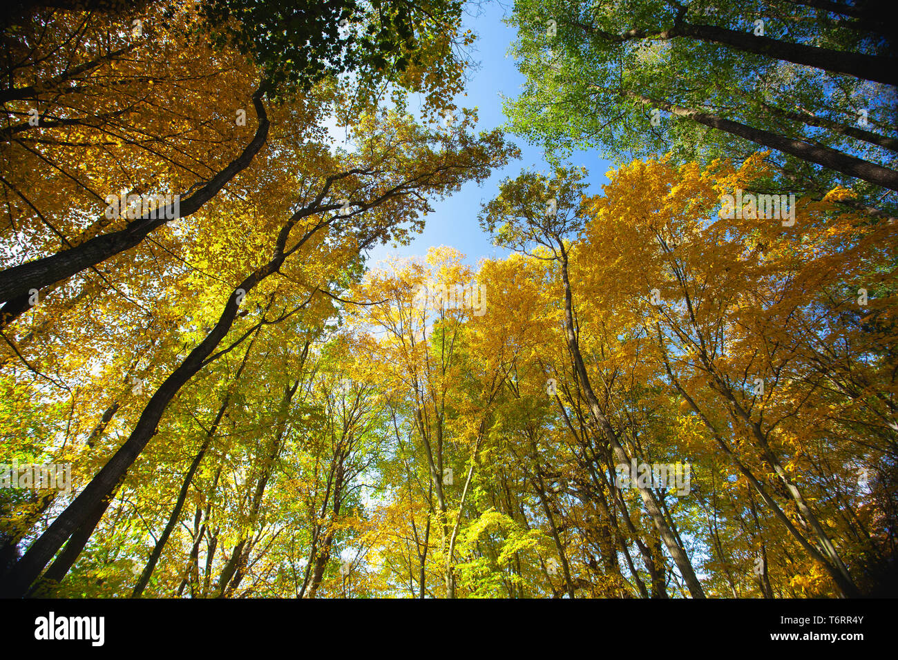 Sky view through the trees of a forest in autumn. Looking up at the ...