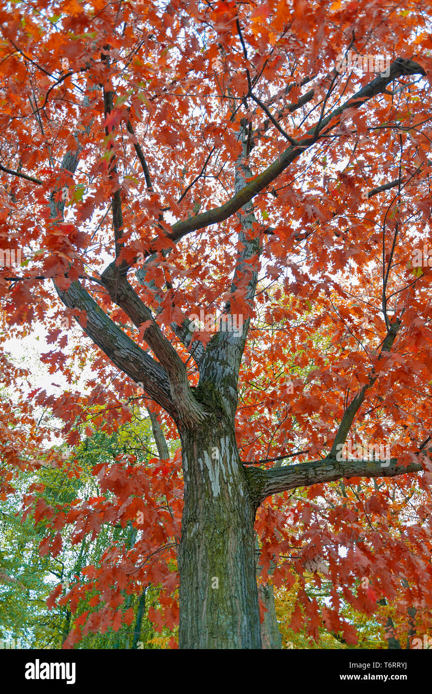 Colorful red and yellow foliage trees in garden during autumn at ...