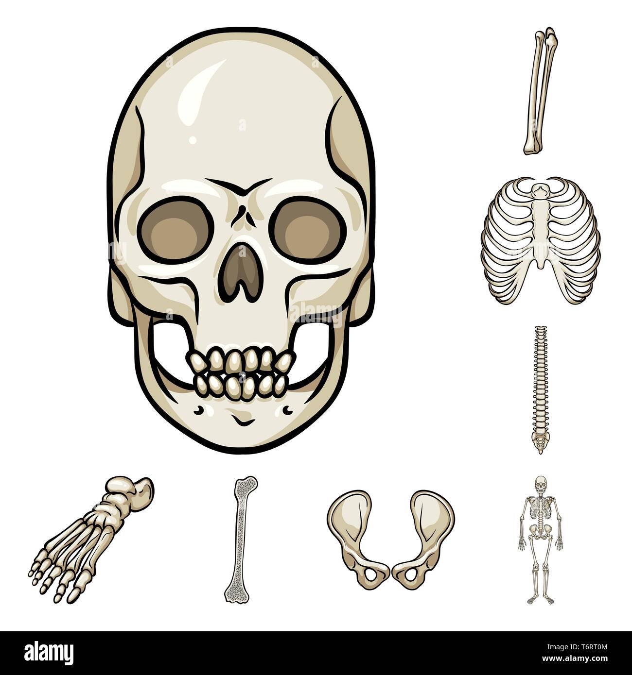 skull,femur,rib,foot,hip,musculoskeletal,death,cage,spine,ankle,bony ...