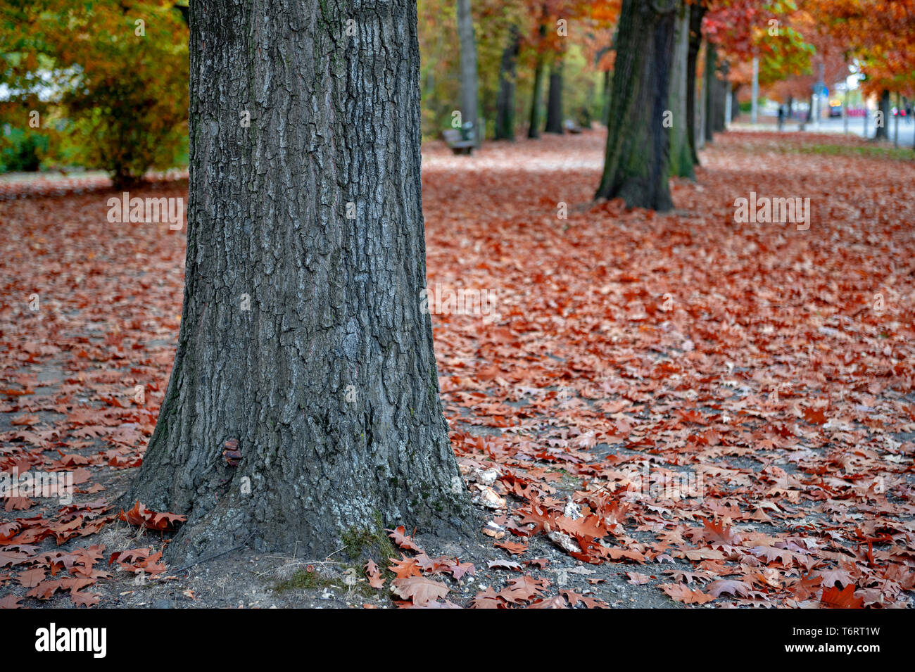 Colorful red and yellow foliage trees in garden during autumn at ...