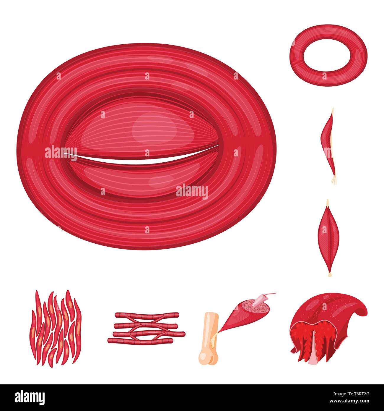 Vector illustration of muscle and cells icon. Set of muscle and anatomy ...