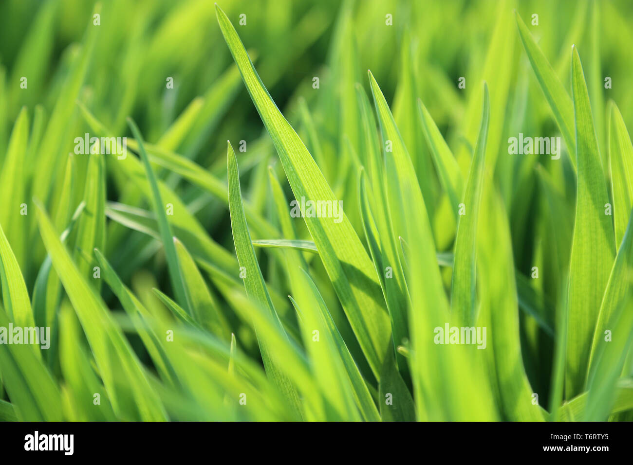 Fresh spring green hi-res stock photography and images - Alamy