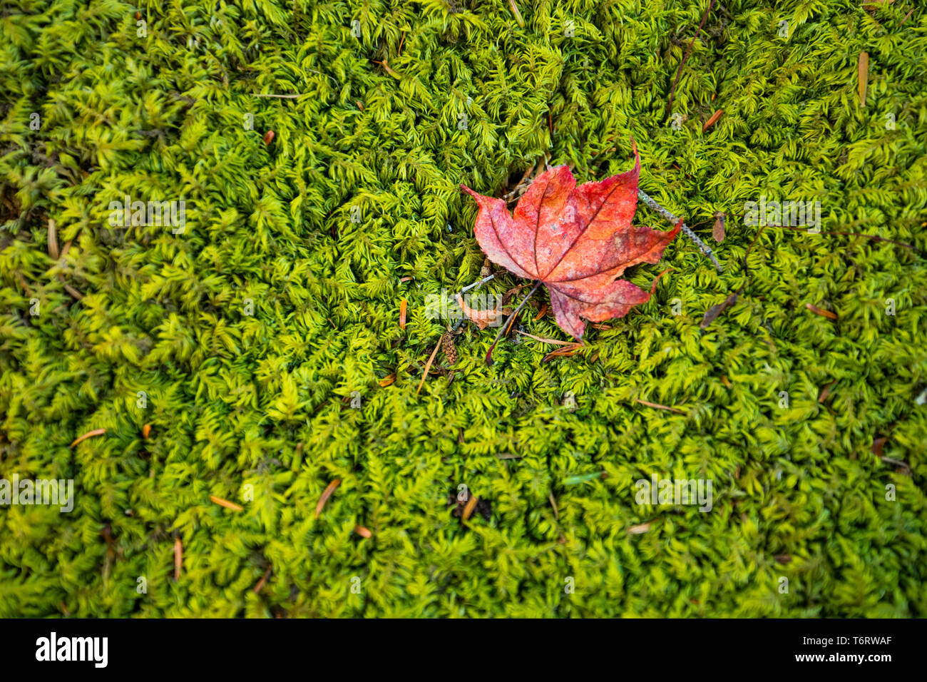 The First Fallen Leaf Stock Photo - Alamy