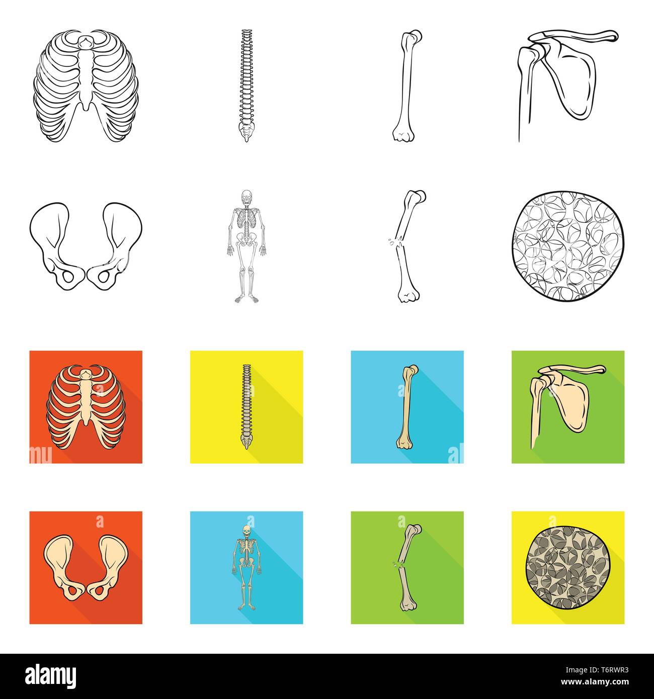 rib,spine,femur,hip,musculoskeletal,fracture,osteoporosis,cage ...