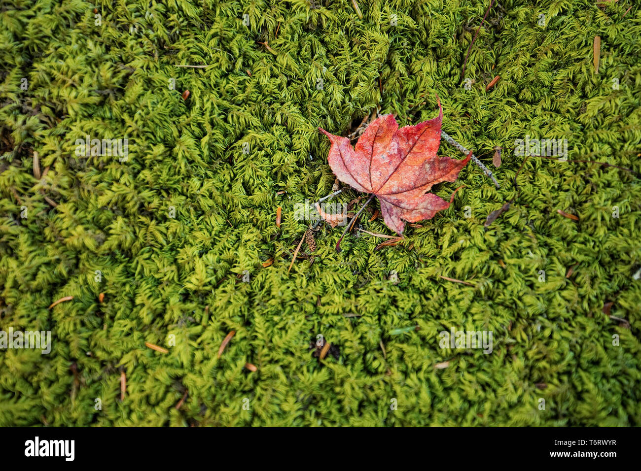 The First Fallen Leaf Stock Photo - Alamy