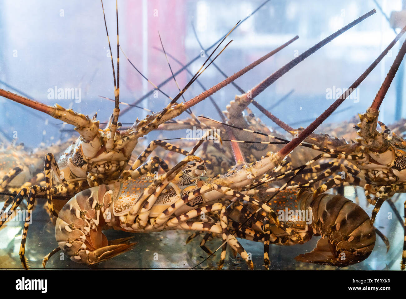Live canadian lobster Stock Photo - Alamy