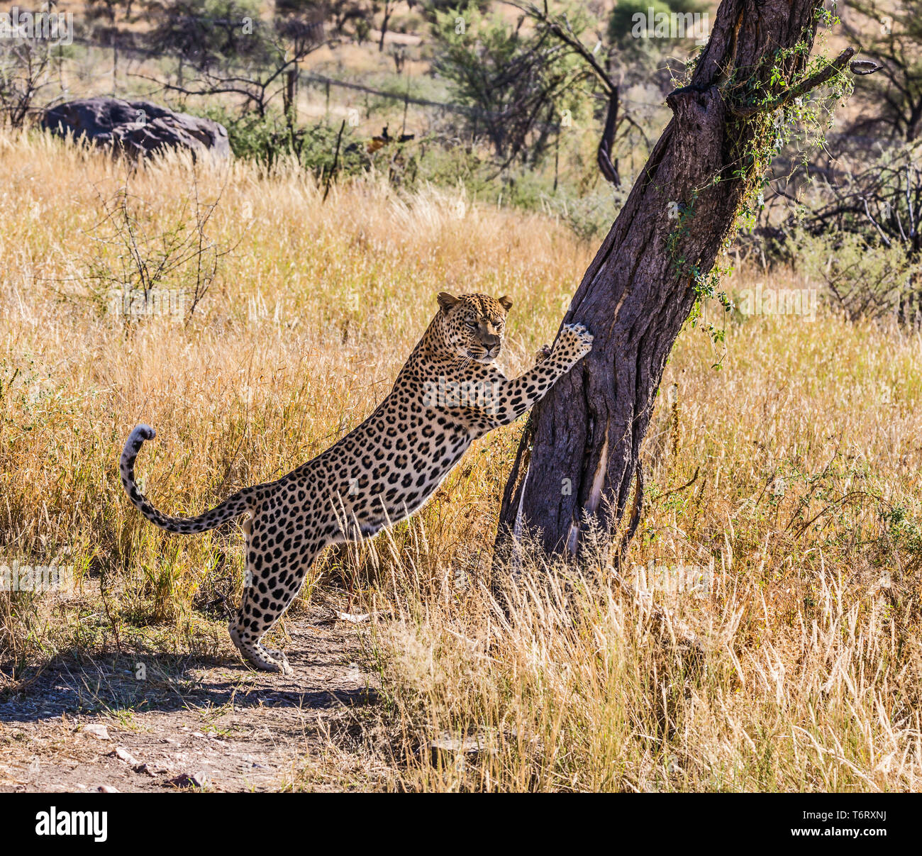 African leopard tree hi-res stock photography and images - Alamy
