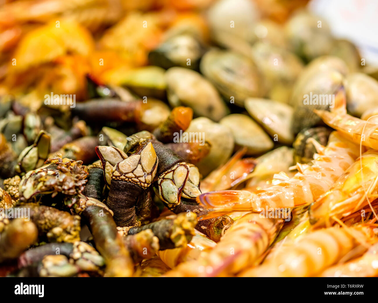 Percebes gooseneck barnacles seafood hi-res stock photography and ...