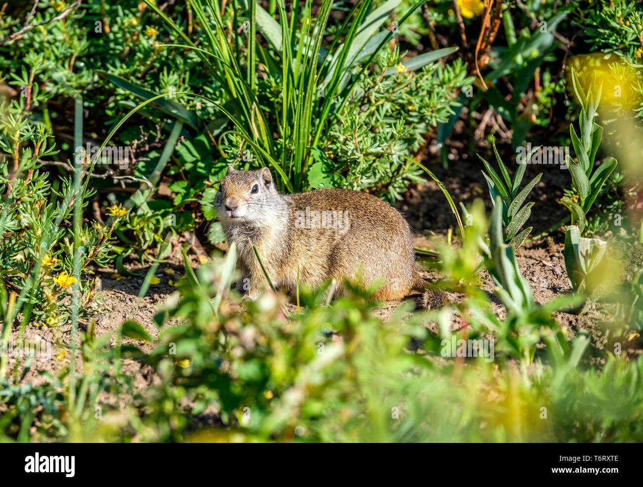 Uinta ground squirrel Stock Photo - Alamy