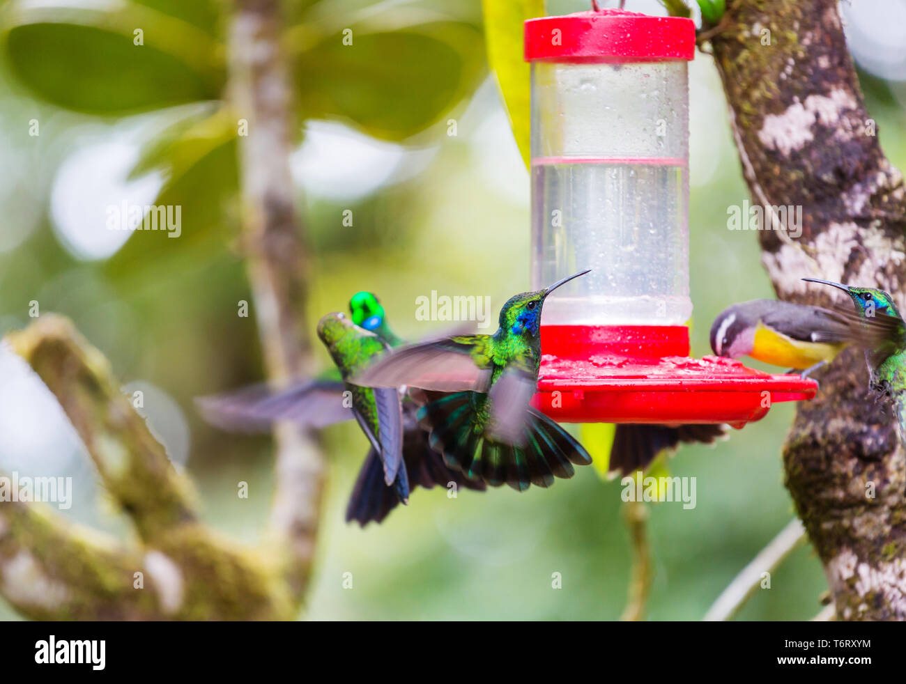 Kolibri High Resolution Stock Photography and Images - Alamy