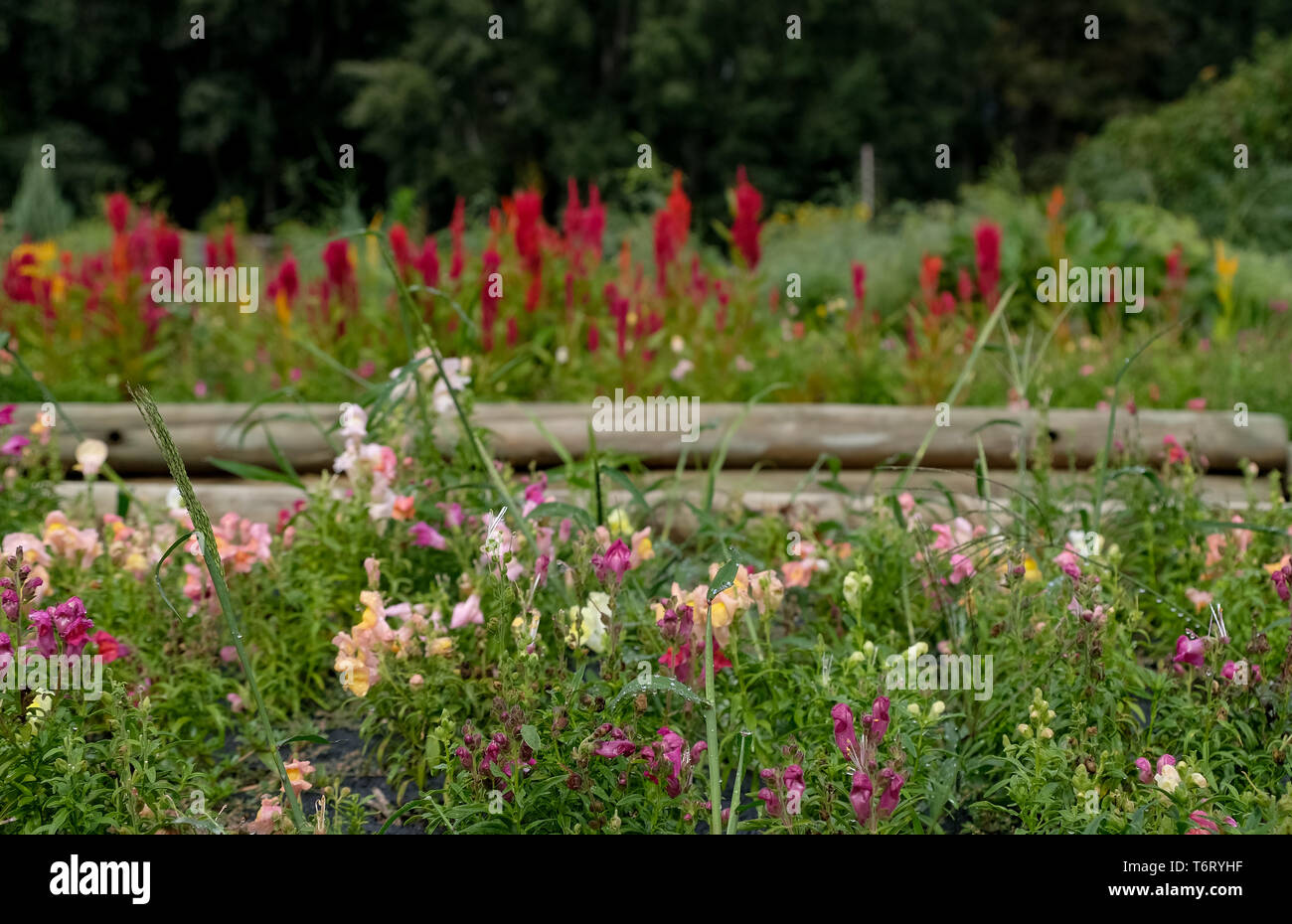 The gardens at Boschendal Wine Estate, Drakenstein Valley / Simonsberg ...