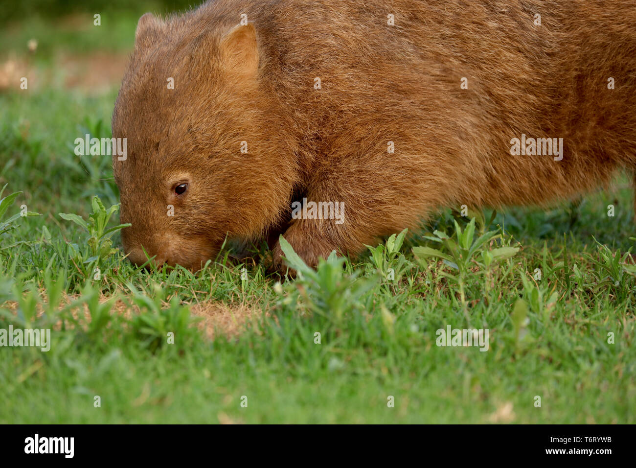 Wombat in Australia Stock Photo - Alamy
