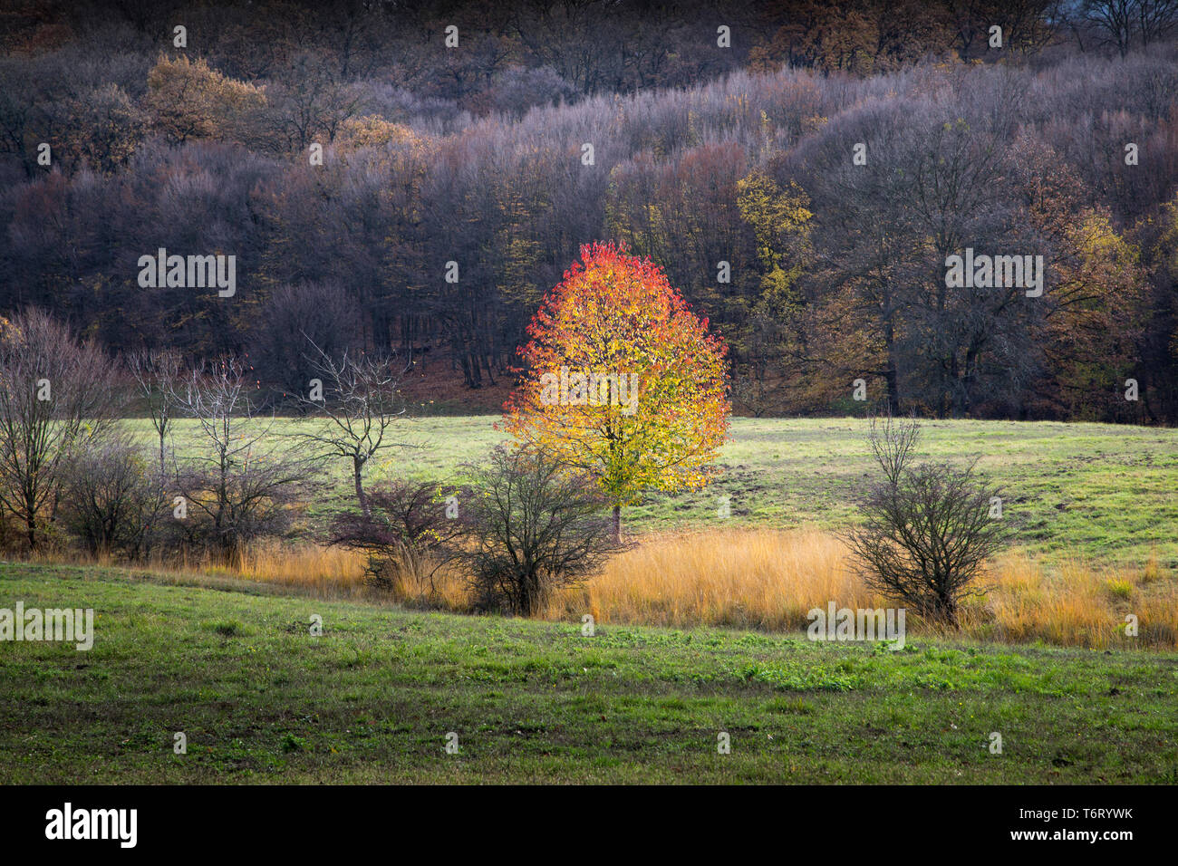 Autumnal coloured tree hi-res stock photography and images - Alamy