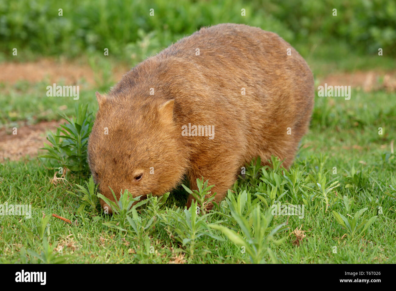 Wombat in Australia Stock Photo - Alamy