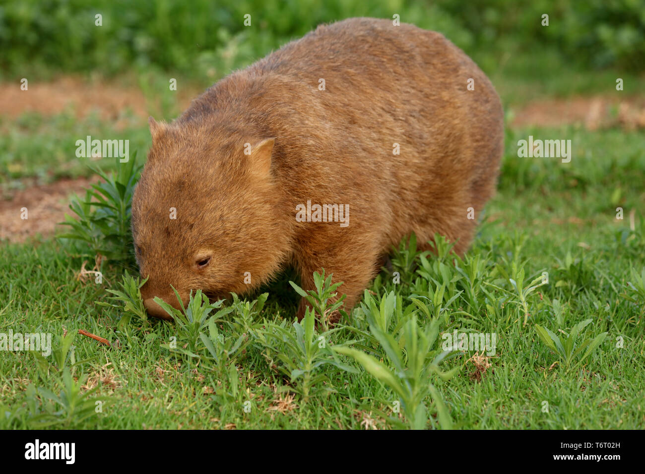 Wombat in Australia Stock Photo - Alamy