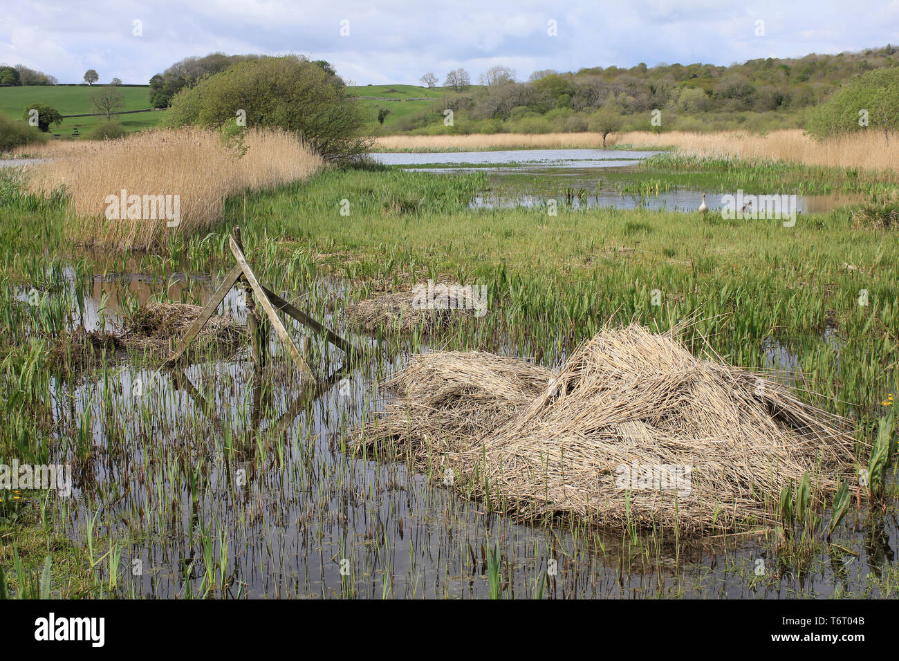 Wetland Habitat in RSPB Leighton Moss Nature Reserve, Silverdale ...