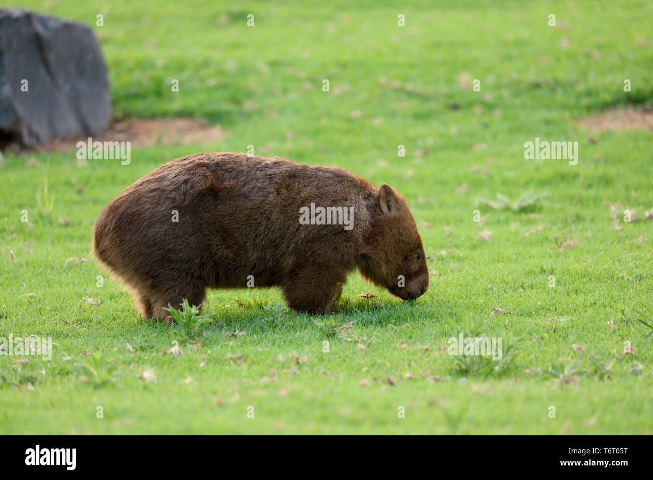 Wombat in Australia Stock Photo - Alamy