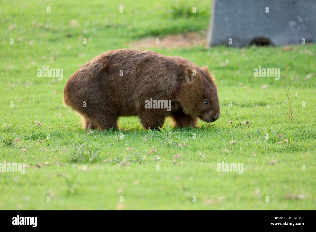 Wombat in Australia Stock Photo - Alamy