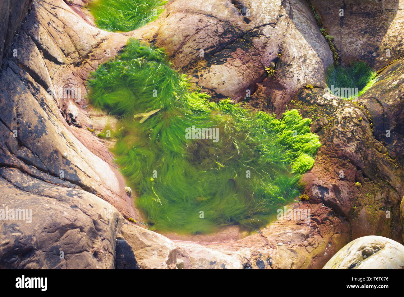 Spirulina uk hi-res stock photography and images - Alamy