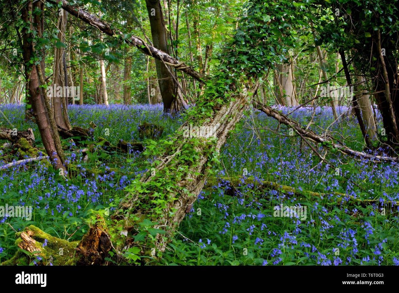 Bell flowers hi-res stock photography and images - Alamy